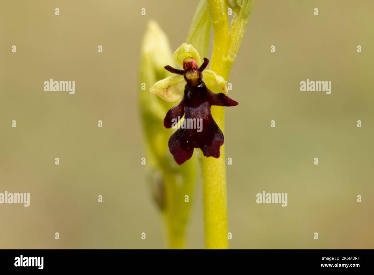 Fly Orchid, Ophrys insectifera. Selsley Common, Stroud, Gloucestershire ...