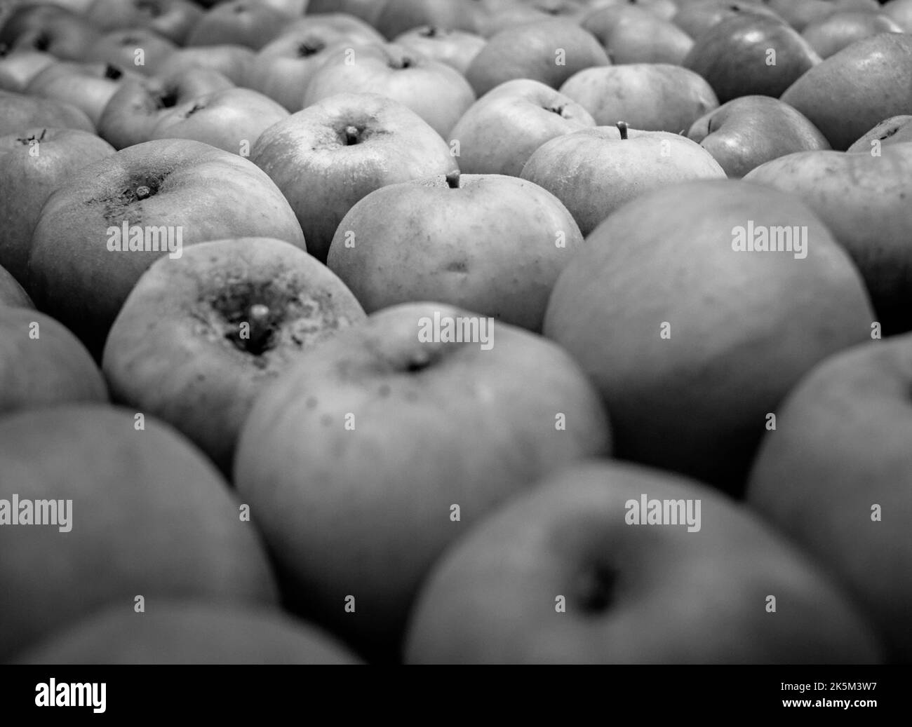 Malus ribston pippin Black and White Stock Photos & Images - Alamy