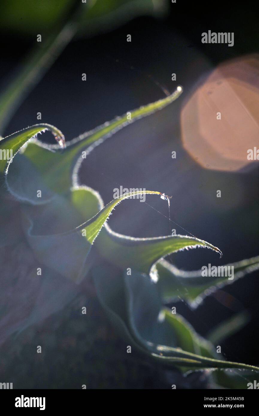 back lit plant with a lot of flare Stock Photo - Alamy