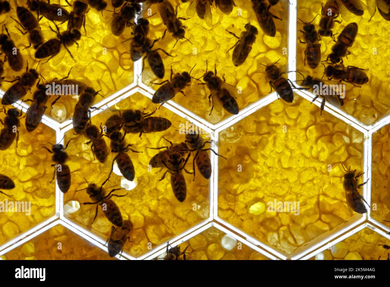 Paris, France. 6th Oct, 2022. Hexagonal cells of beeswax during an ...