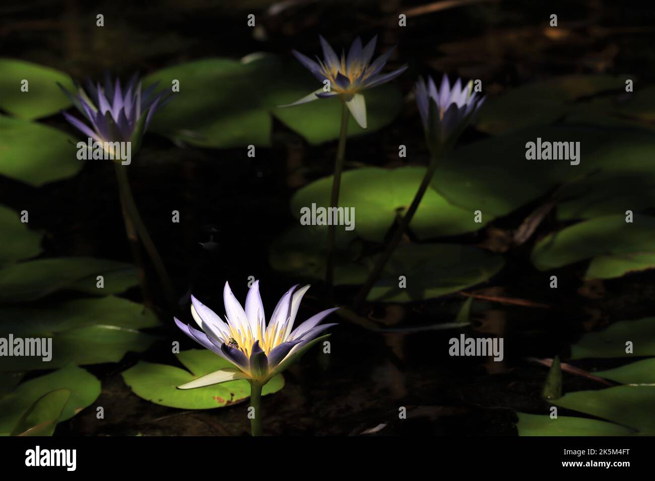A high-angle view of the Egyptian lotuses and green leaves growing on ...