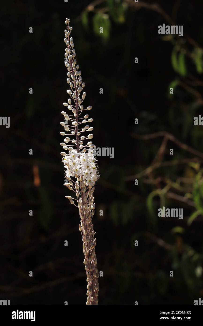 The vertical close-up view of a Drimia Maritima floral plant growing in ...