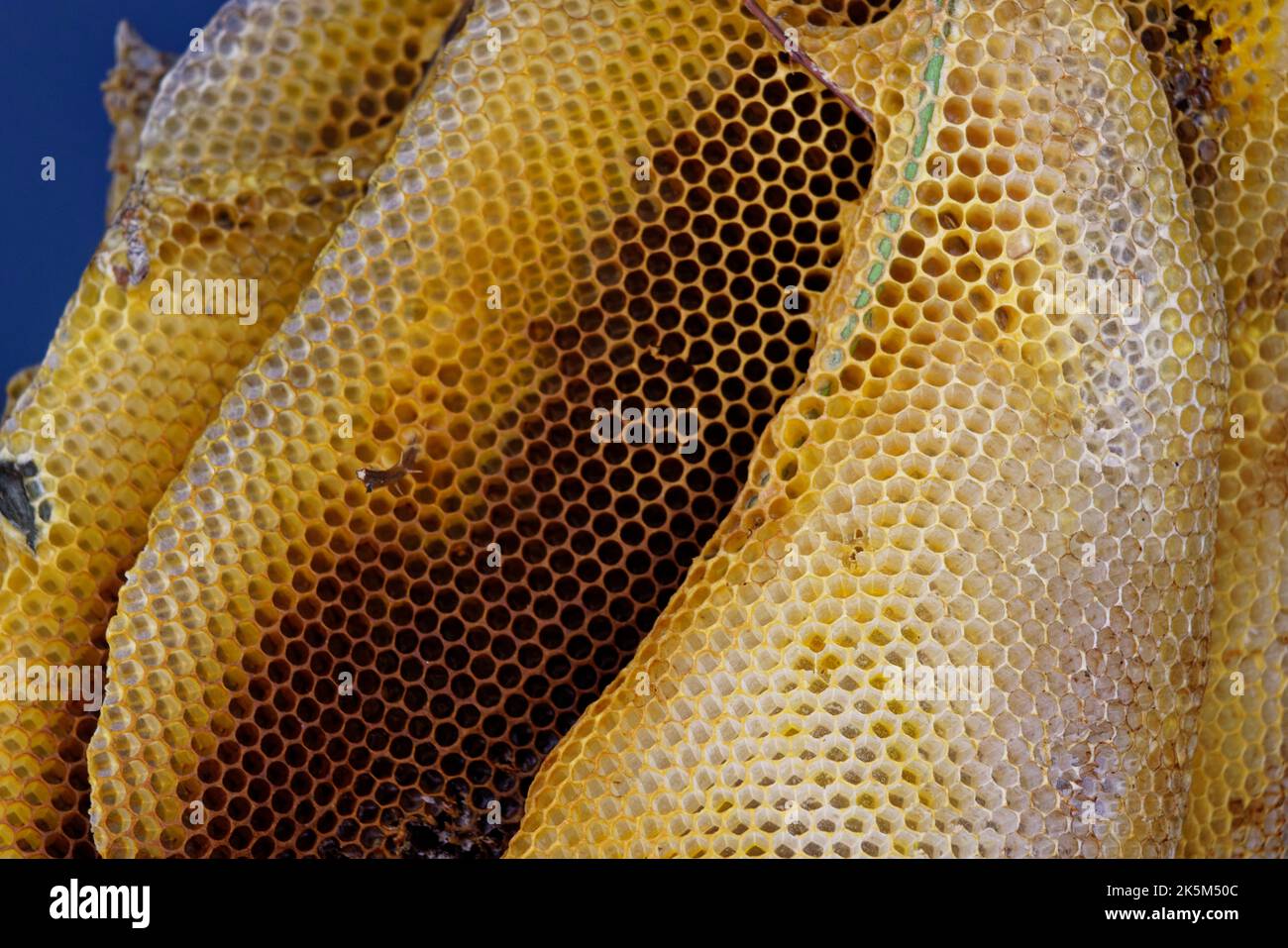 Paris, France. 7th Oct, 2022. Hexagonal cells of beeswax during an ...