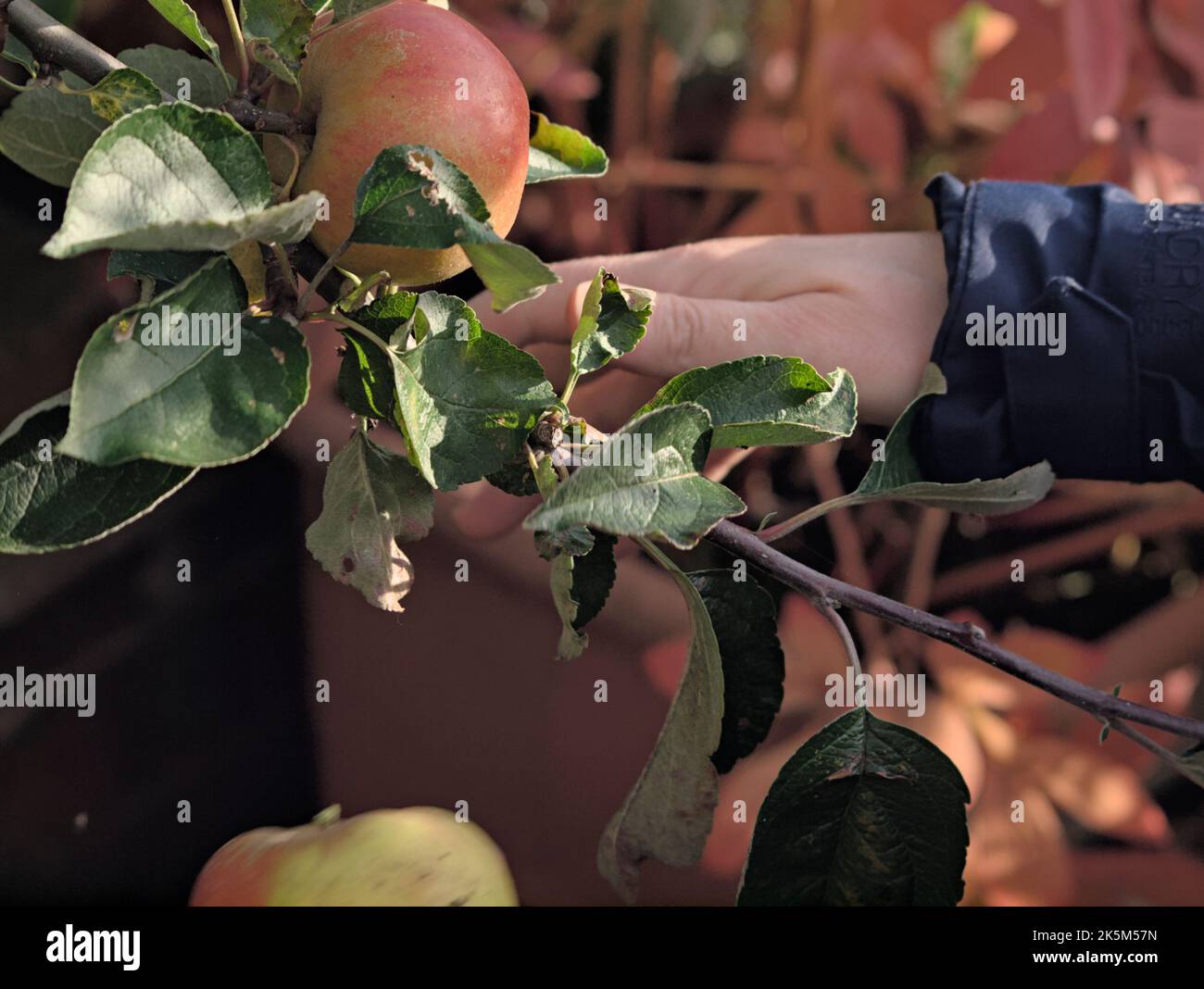 A woman picking Ribston Pippin Apples from the tree Stock Photo - Alamy
