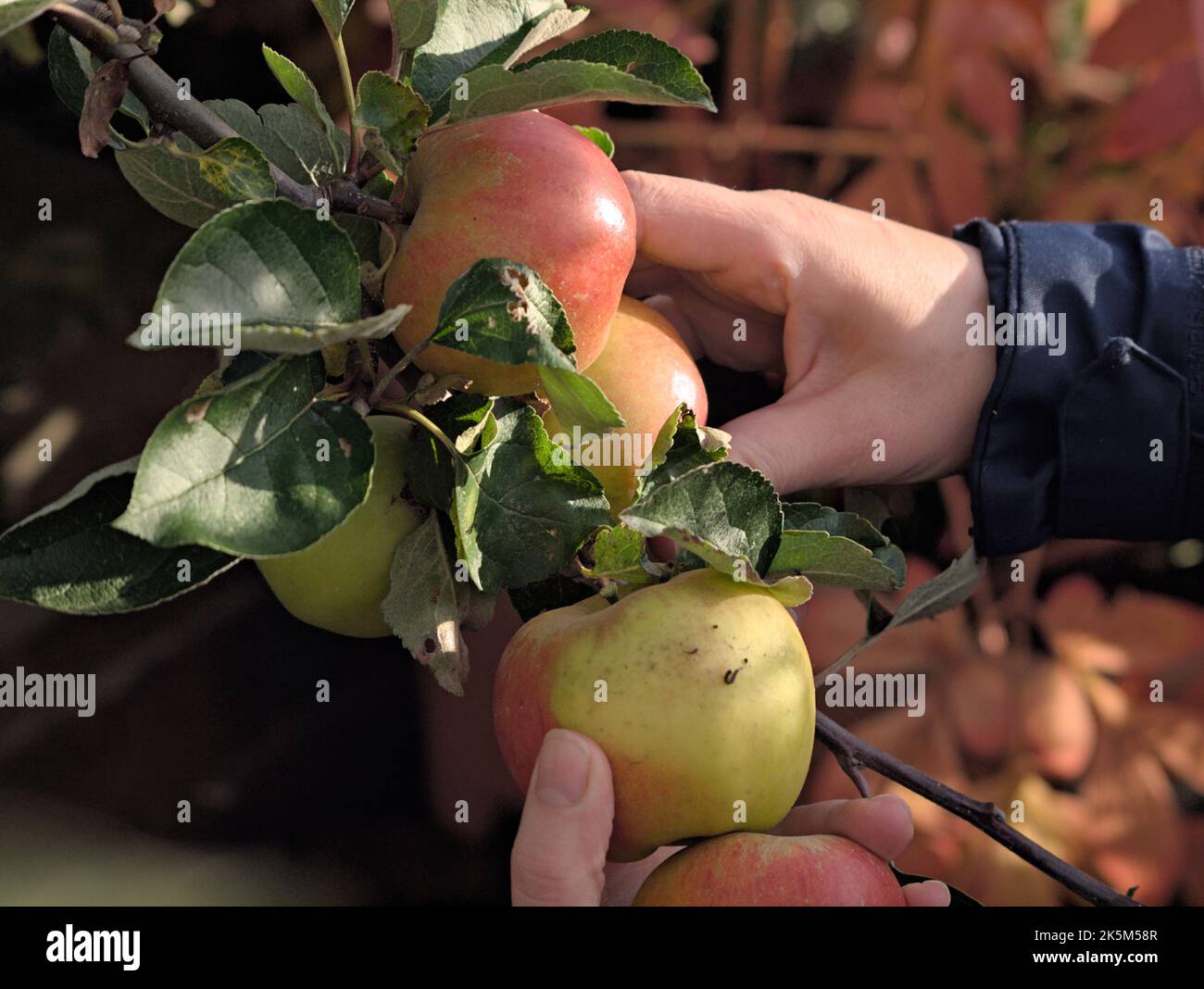 A woman picking Ribston Pippin Apples from the tree Stock Photo - Alamy