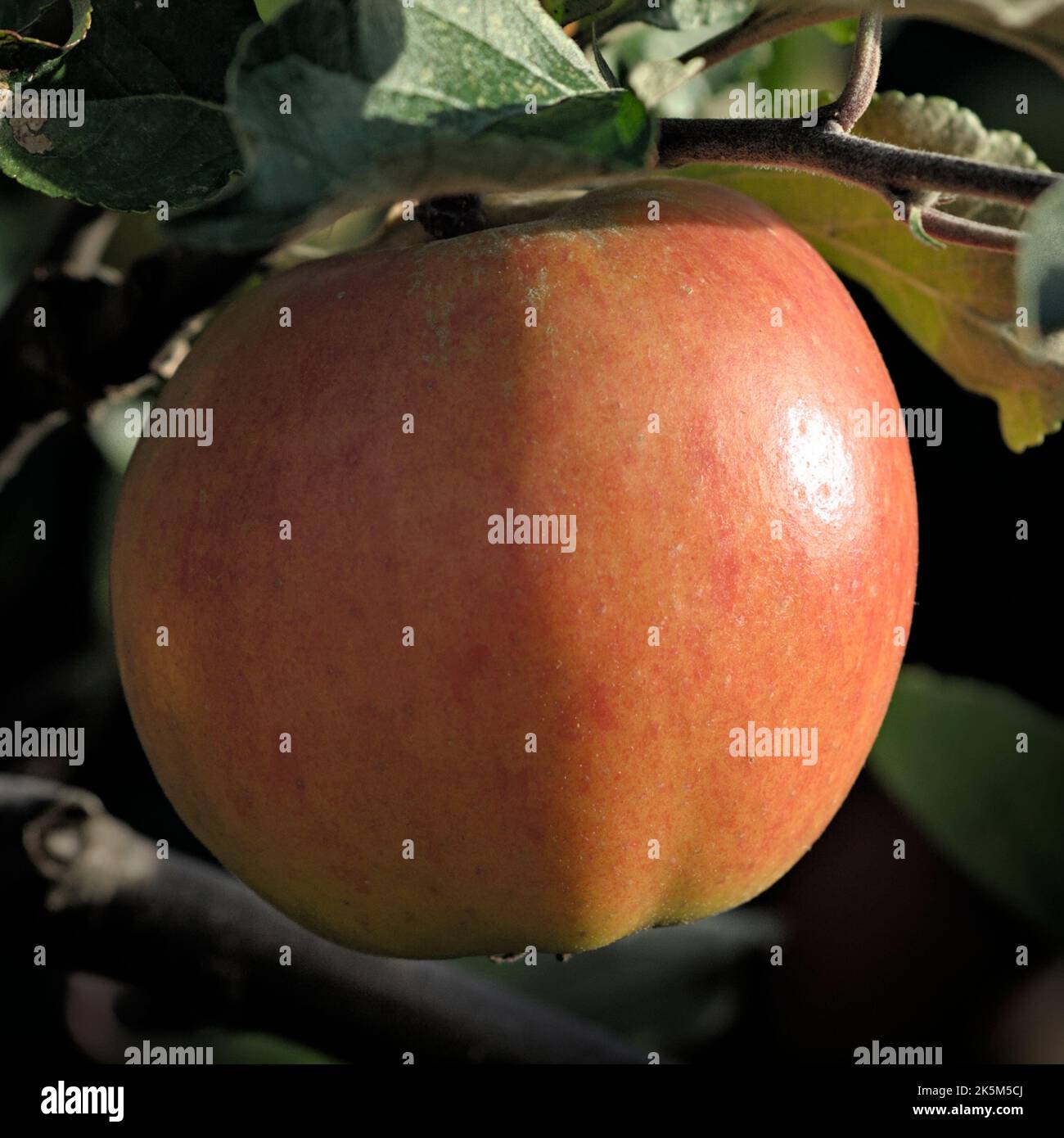 Ribston Pippin apple tree in fruit, ready for harvesting Stock Photo ...