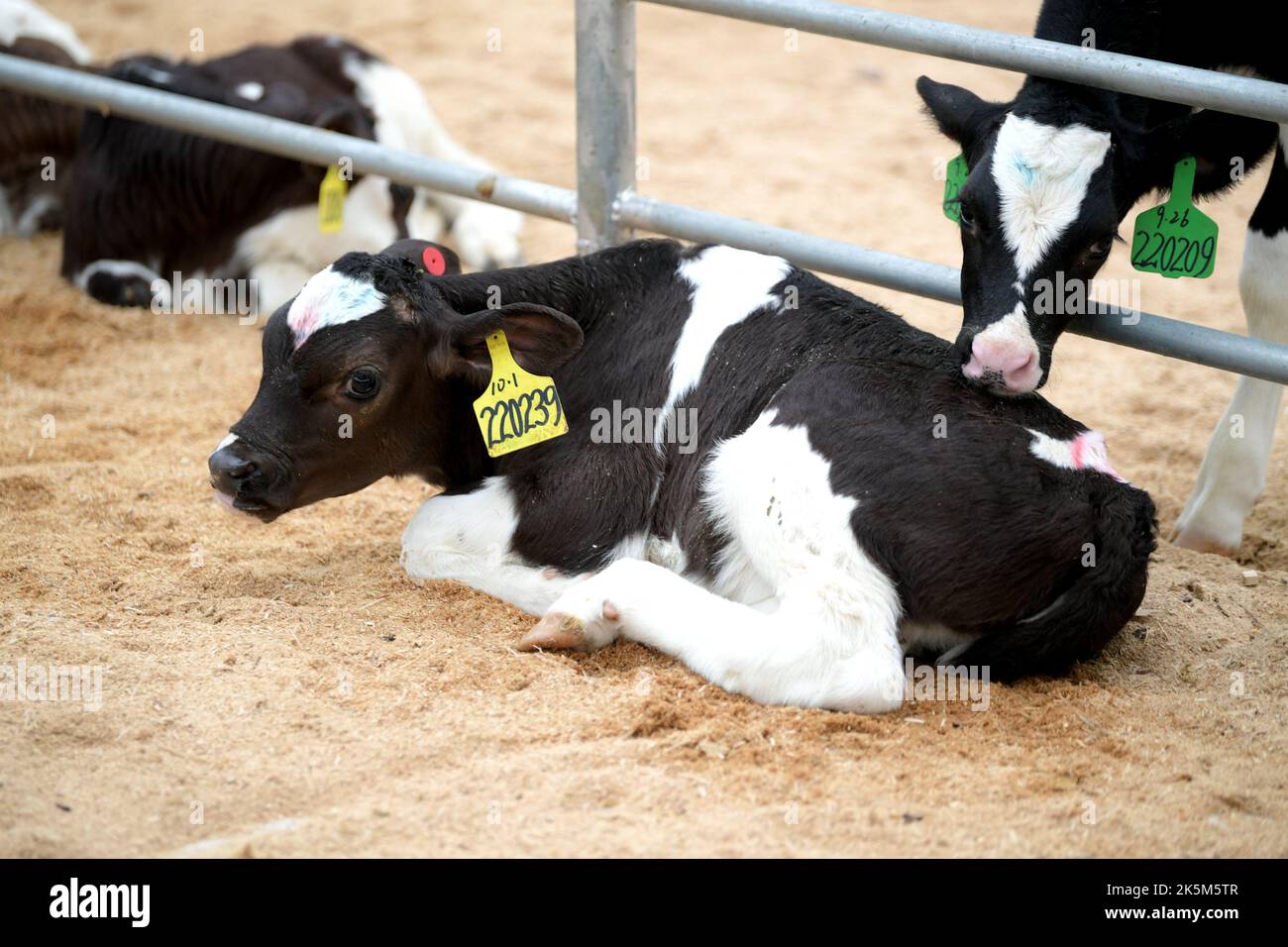 HAI'AN, CHINA - OCTOBER 9, 2022 - Each cow has an electronic ear tag ...