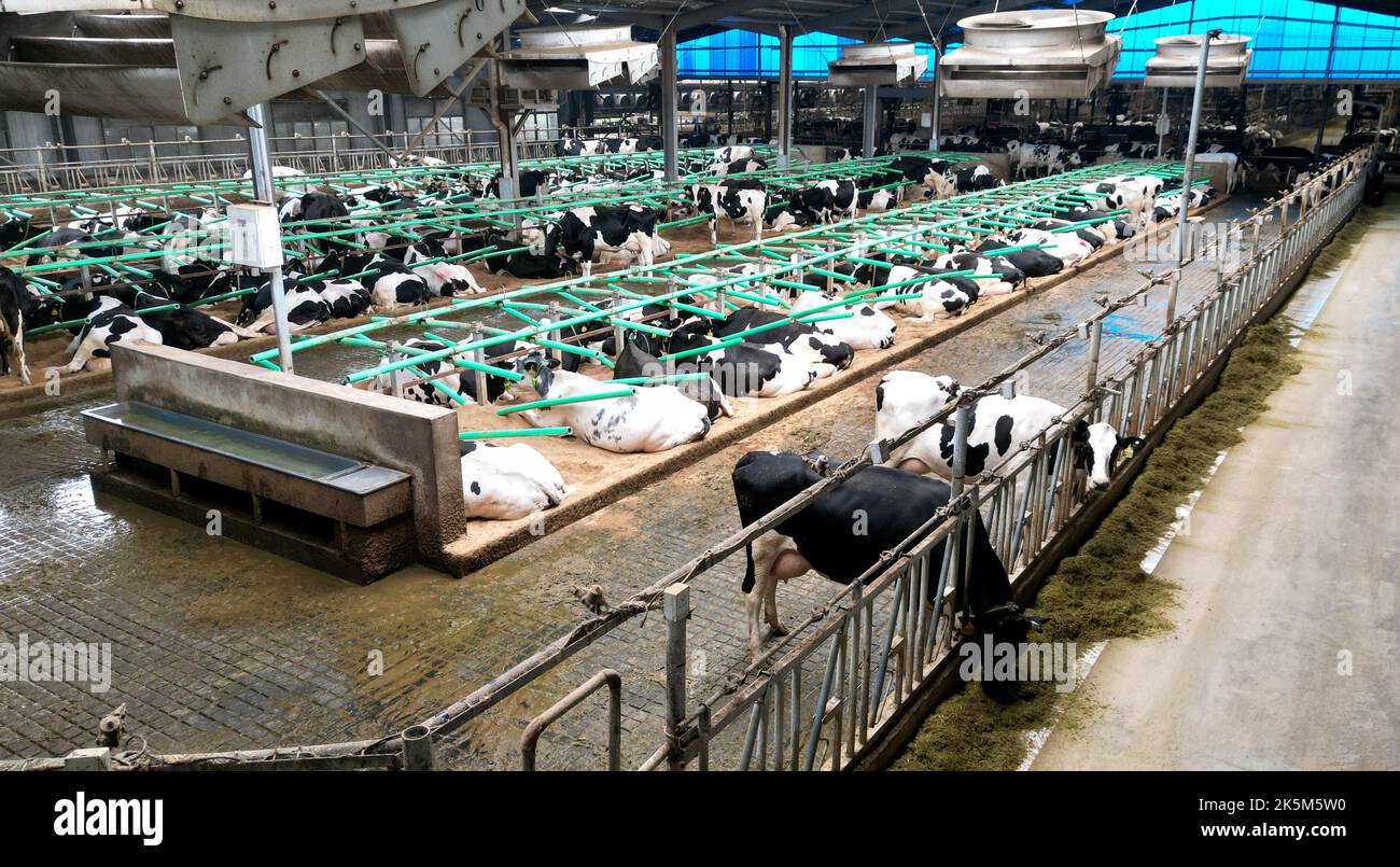 HAI'AN, CHINA - OCTOBER 9, 2022 - Cows rest and eat at a standardized ...