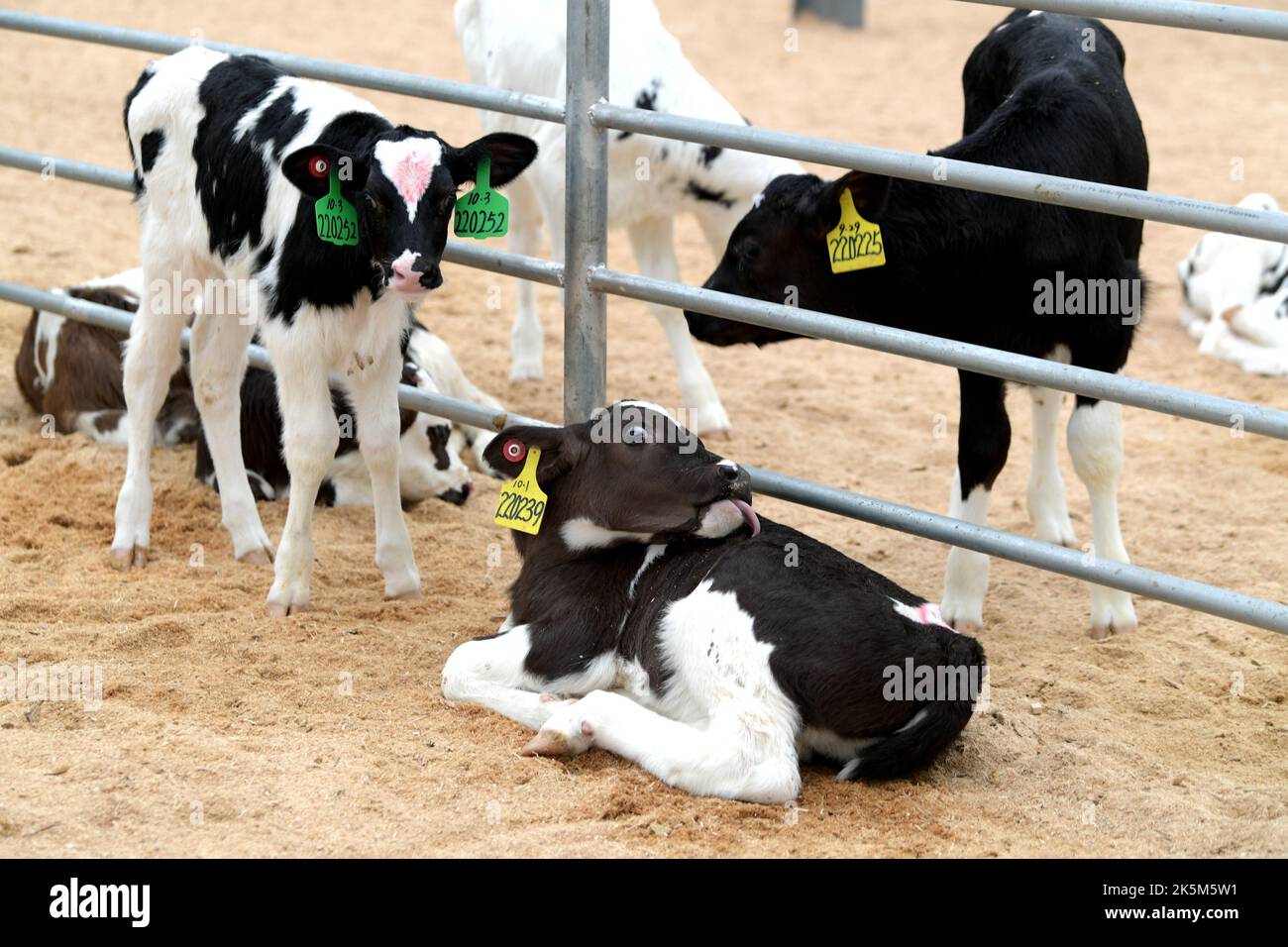 HAI'AN, CHINA - OCTOBER 9, 2022 - Each cow has an electronic ear tag ...