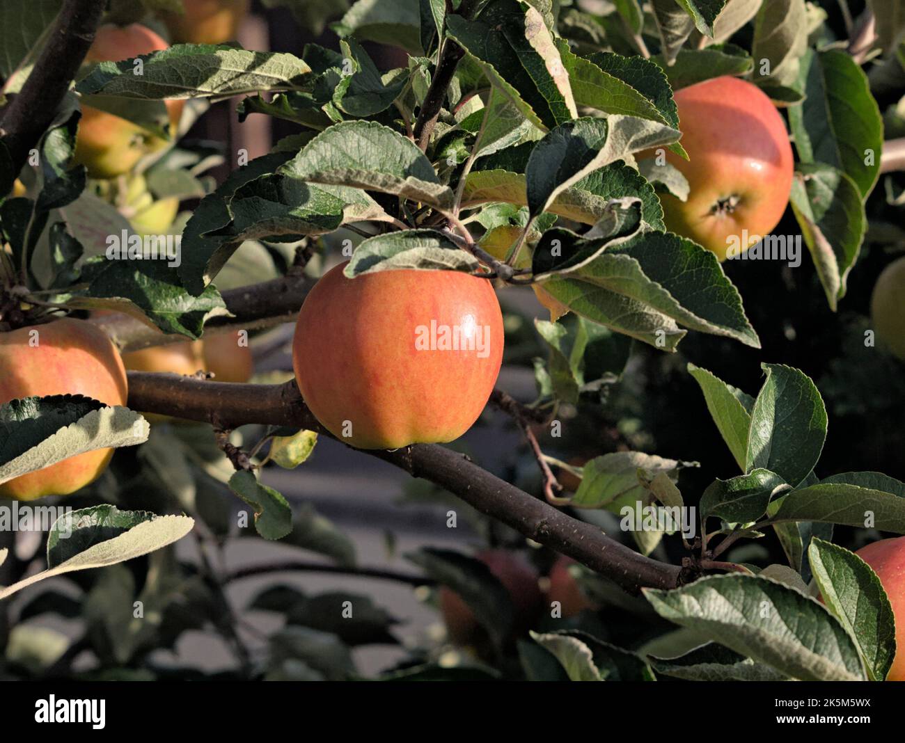 Ribston Pippin apple tree in fruit, ready for harvesting Stock Photo ...