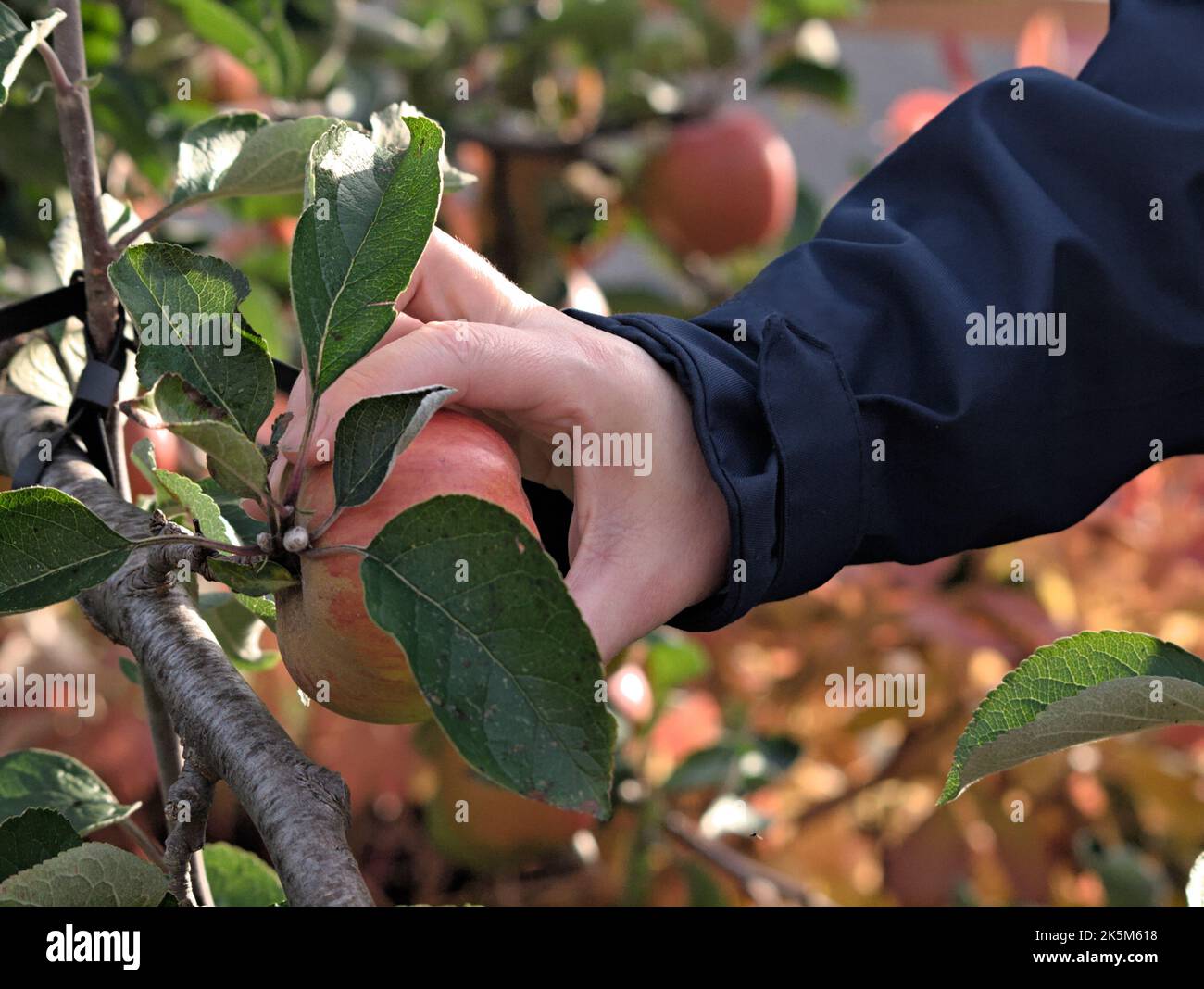 A woman picking Ribston Pippin Apples from the tree Stock Photo - Alamy