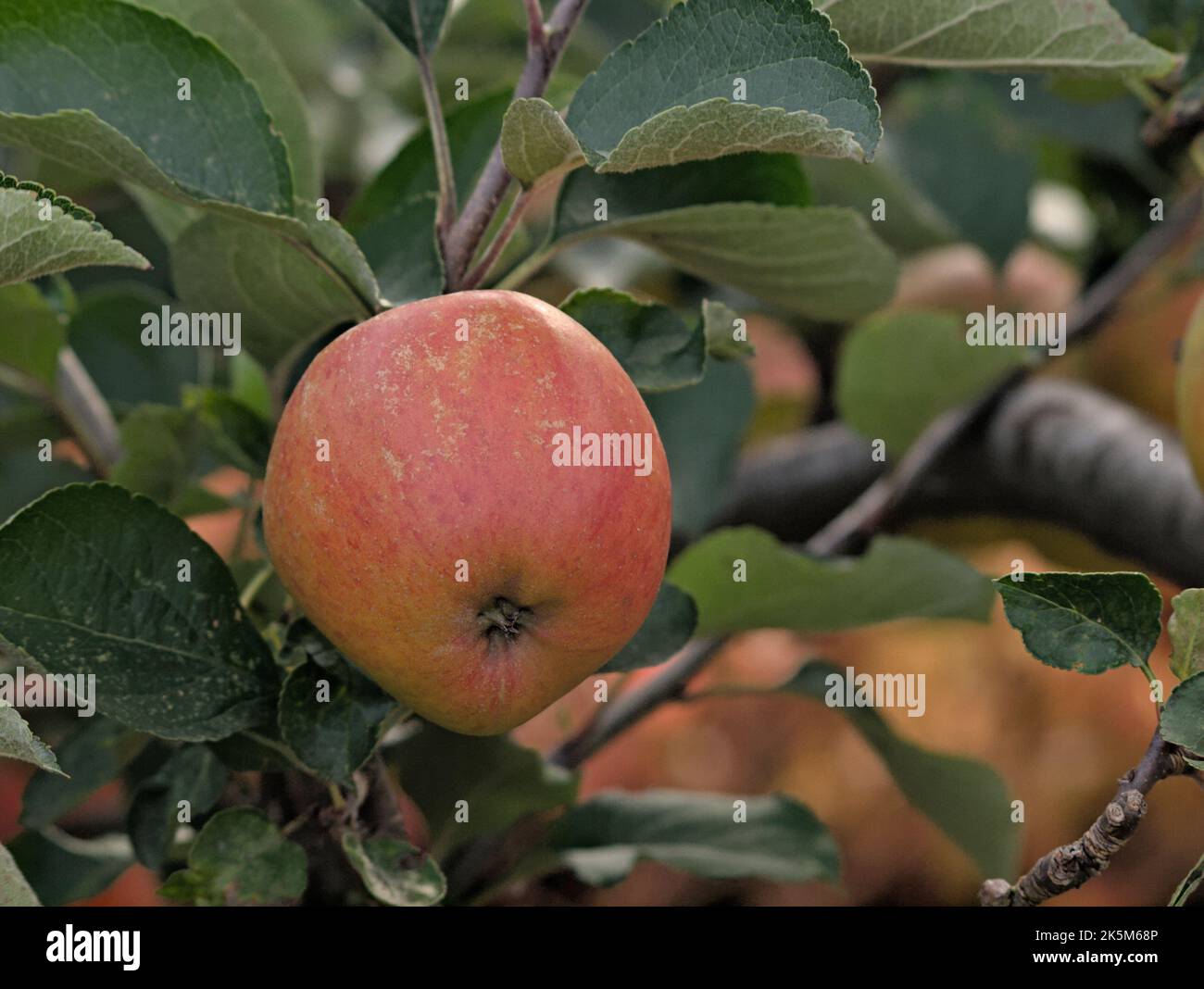 Ribston Pippin apple tree in fruit, ready for harvesting Stock Photo ...