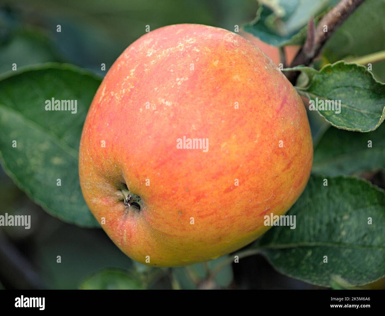 Ribston Pippin apple tree in fruit, ready for harvesting Stock Photo ...