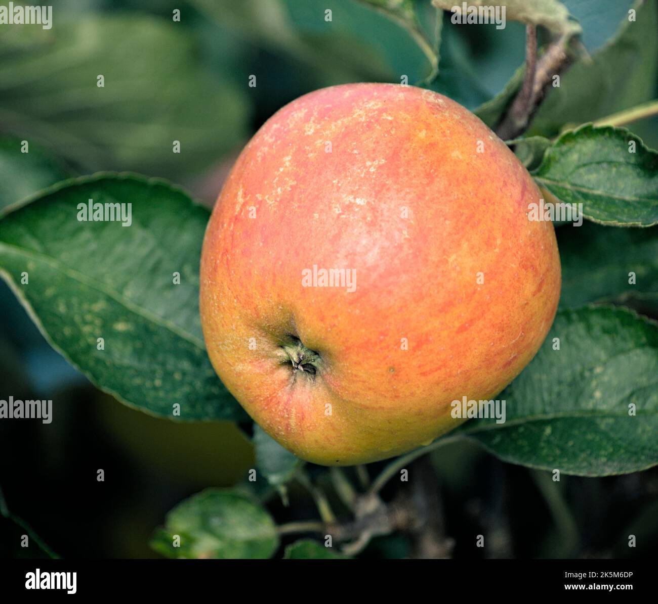 Ribston Pippin apple tree in fruit, ready for harvesting Stock Photo ...