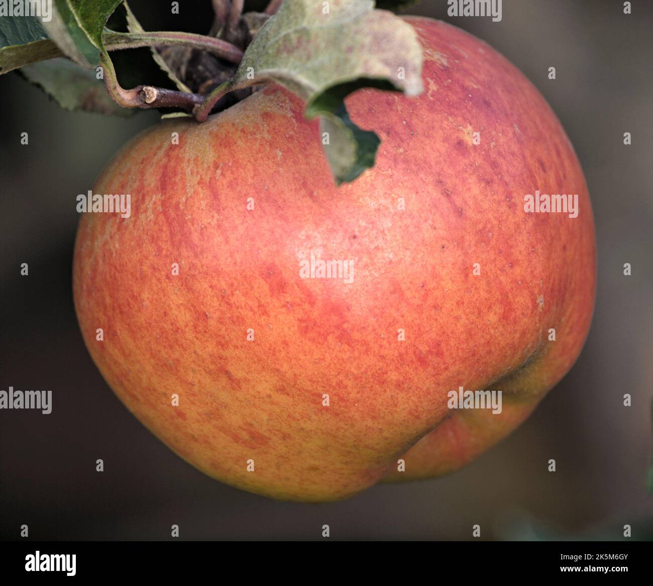 Ribston Pippin apple tree in fruit, ready for harvesting Stock Photo ...