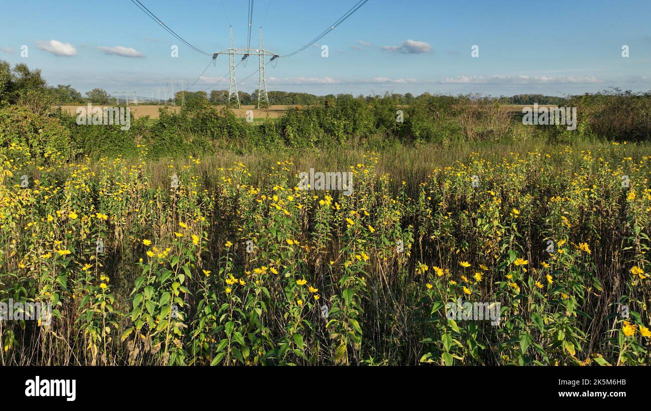 Blossom yellow Jerusalem artichoke plant Helianthus tuberosus ...