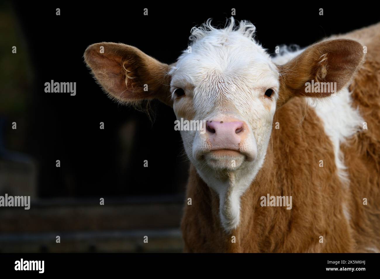 Young calf portrait with black background Stock Photo - Alamy