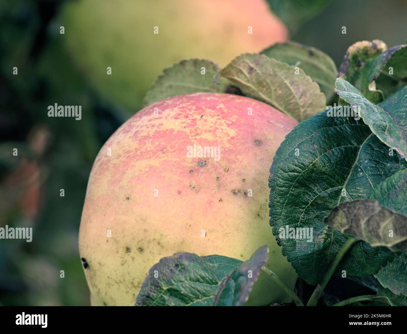 Arthur Turner apple tree in fruit, ready to harvest Stock Photo - Alamy