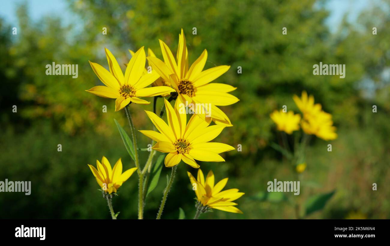 Blossom yellow Jerusalem artichoke plant Helianthus tuberosus ...