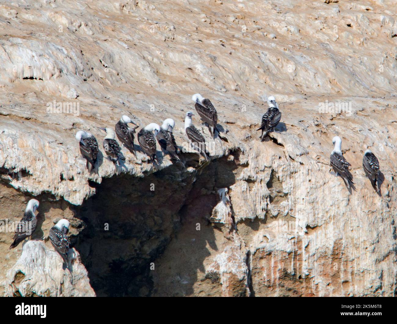 Plenty of peruvian booby (Sula variegata) in Ballestas Islands in the ...