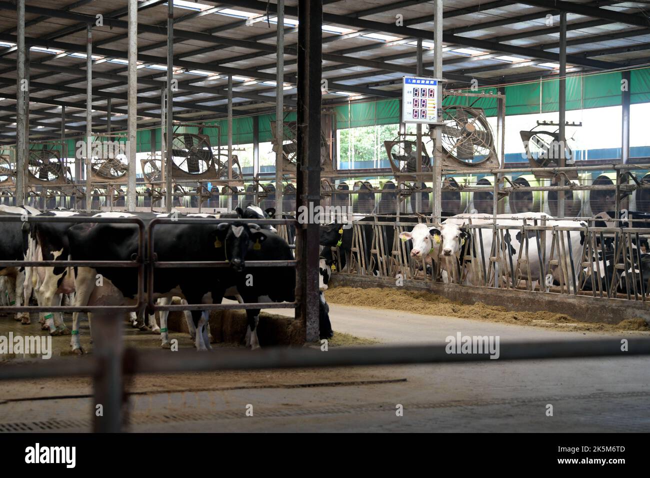 HAI'AN, CHINA - OCTOBER 9, 2022 - Dairy cows are fed whole-plant silage ...