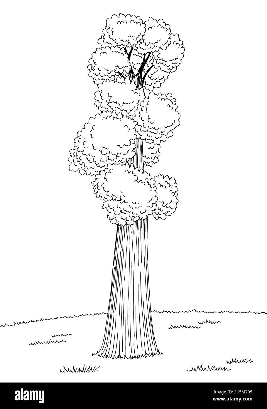 Sequoia tree graphic black white landscape sketch vertical illustration ...