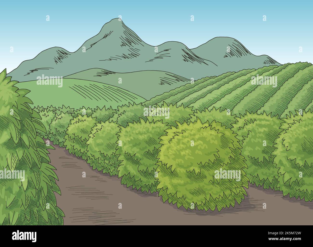 Coffee plantation graphic color landscape sketch illustration vector ...