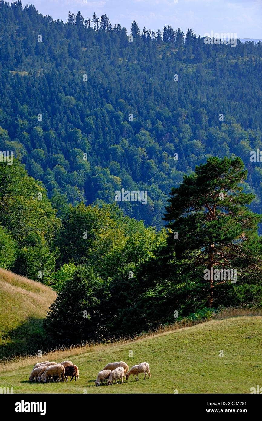 A vertical of the woods of the Zlatibor mountain, Serbia and sheep ...