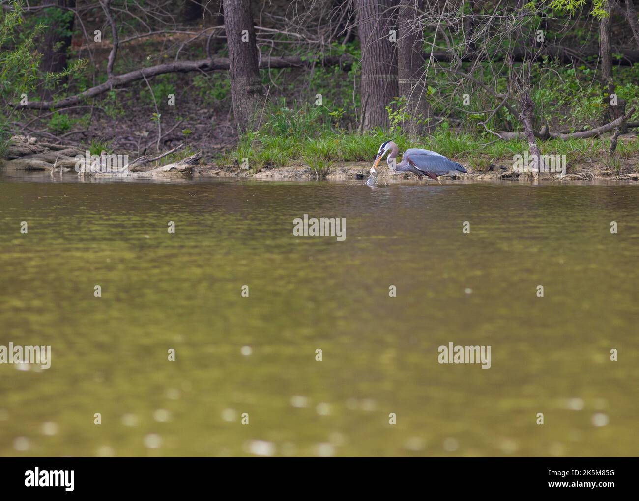 Great blue heron that just pulled a fish out of Jordan Lake in North ...