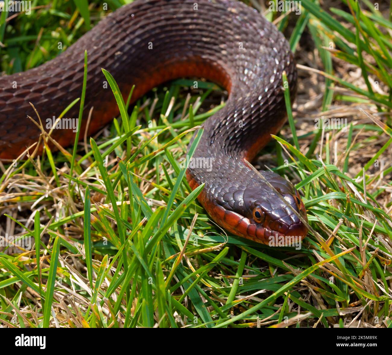 Fat red bellied water snake in the grass looking at the camera Stock ...