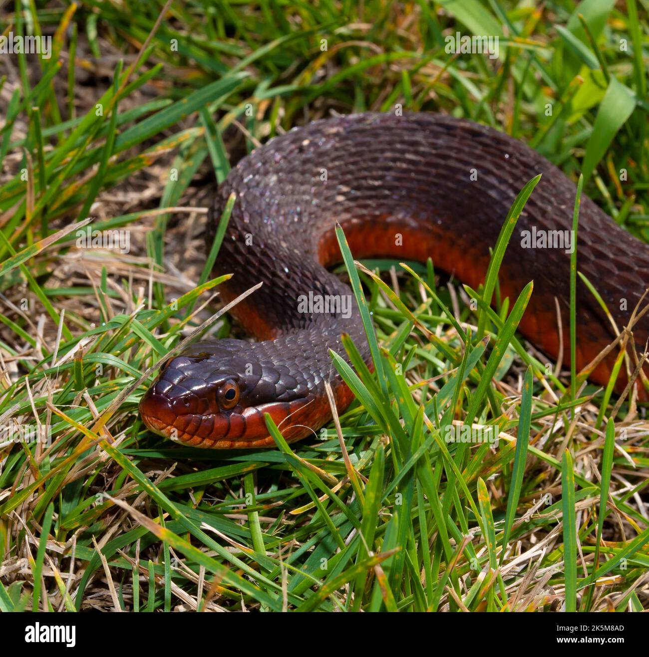Orange belly snake hi-res stock photography and images - Alamy