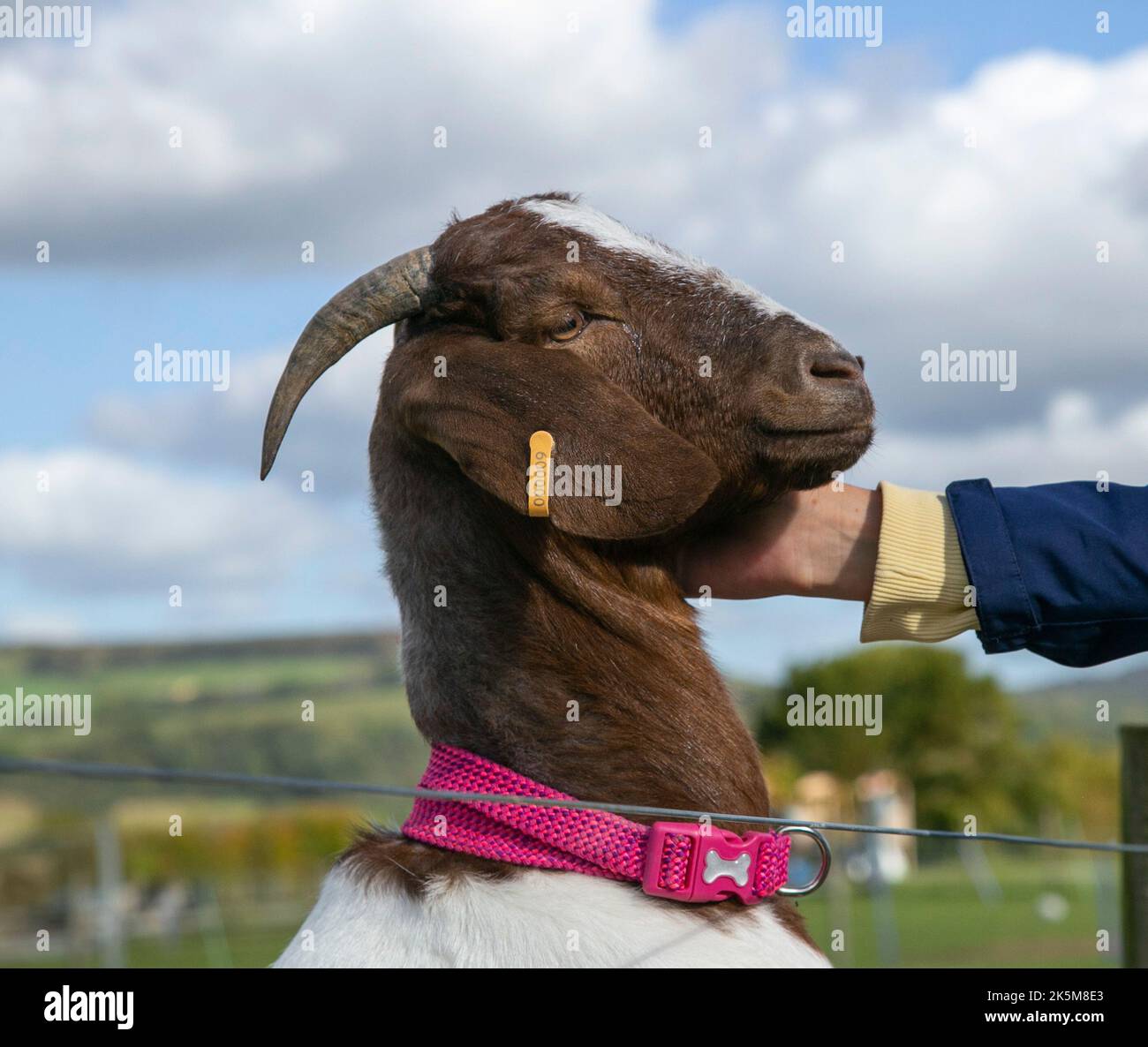 Hand stroking goat hi-res stock photography and images - Alamy