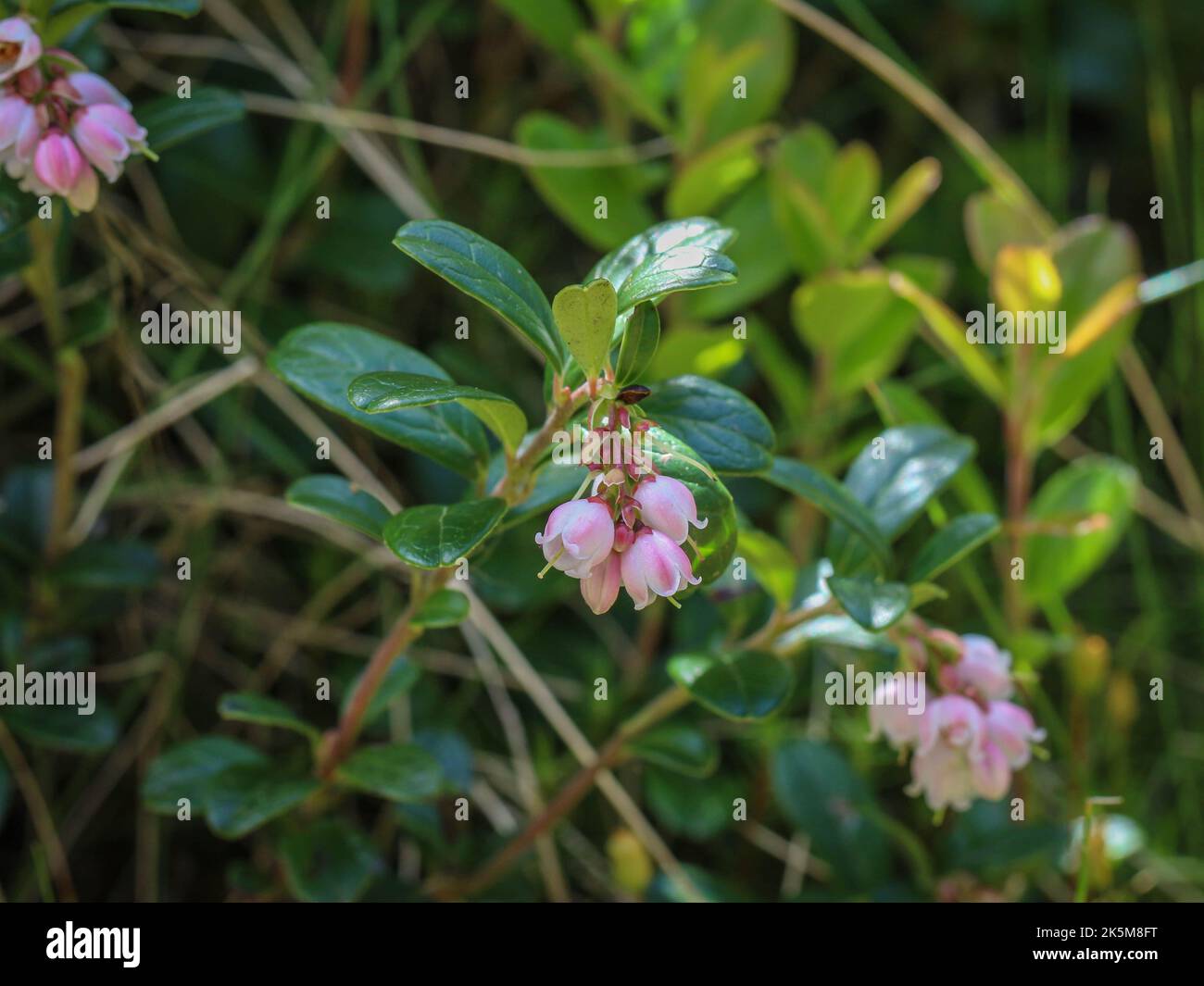 Pale pink flowers of the lingonberry (latin name: Vaccinium vitis idaea ...
