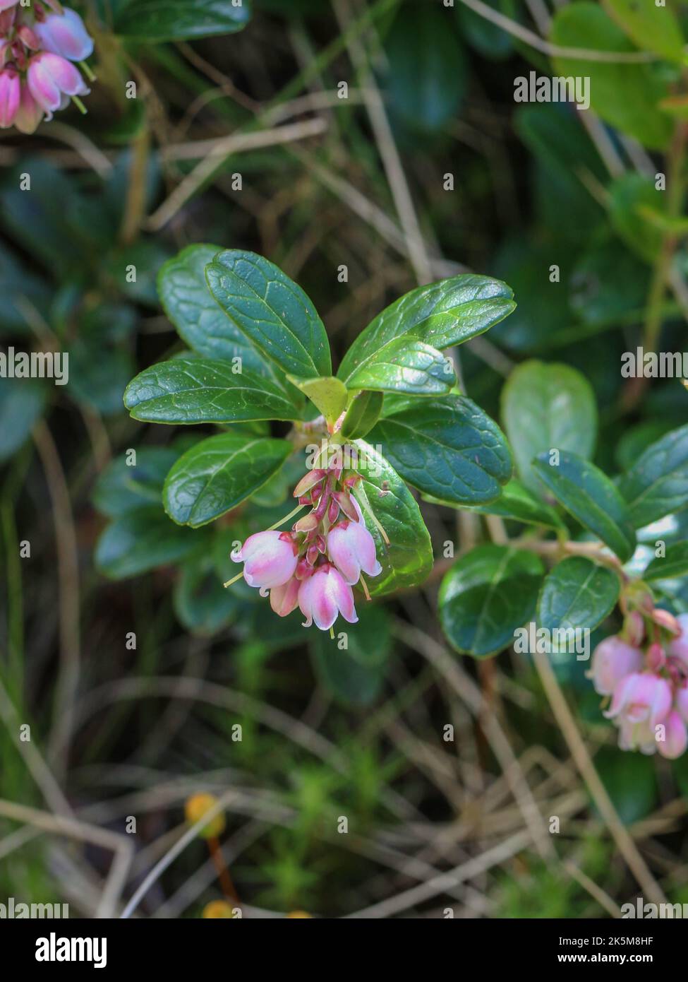 Pale pink flowers of the lingonberry (latin name: Vaccinium vitis idaea ...