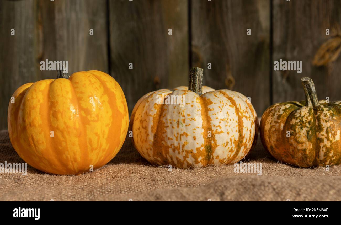 three vegatable squash in the autumn light, yellow and golds, isolated ...