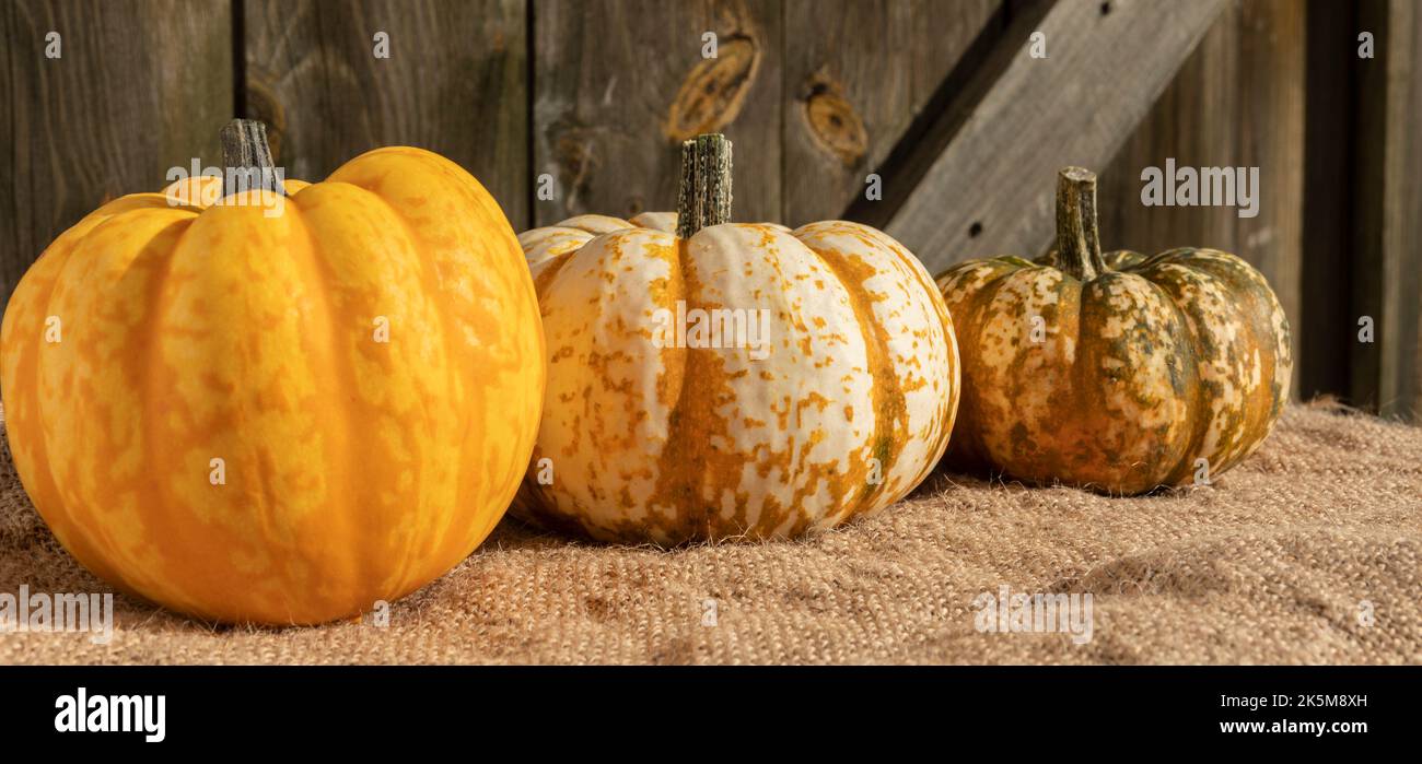 three vegatable squash in the autumn light, yellow and golds, isolated ...