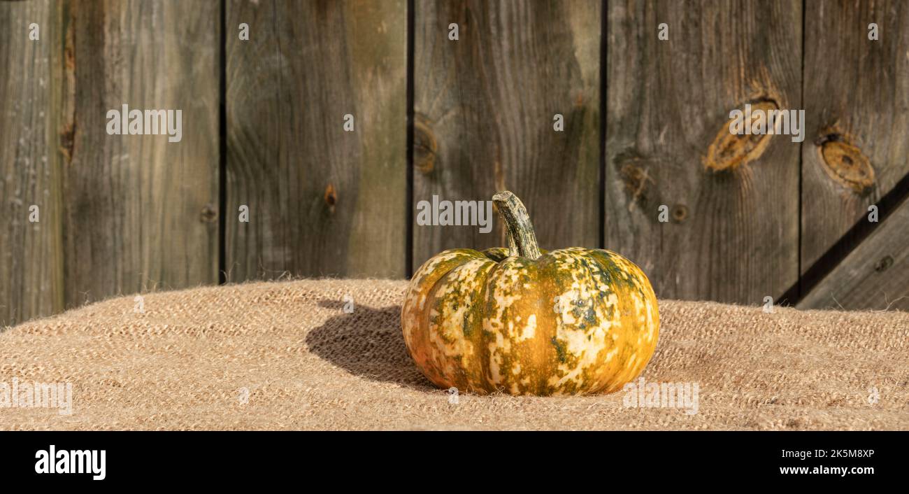 one small vegatable squash in the autumn light, yellow and golds ...