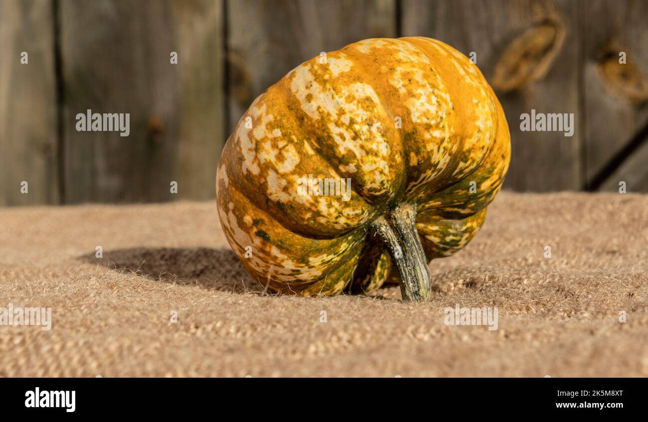 one small vegatable squash in the autumn light, yellow and golds ...