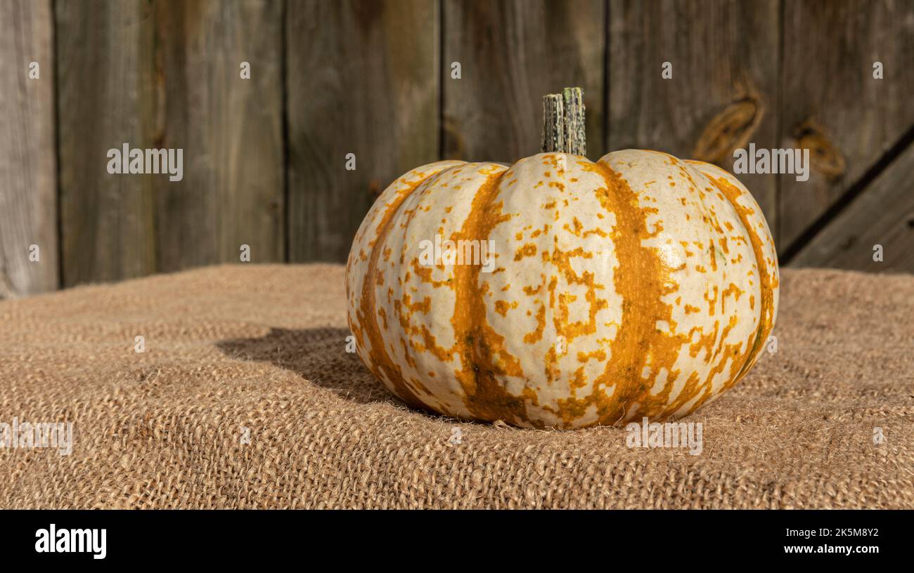 one small vegatable squash in the autumn light, yellow and golds ...