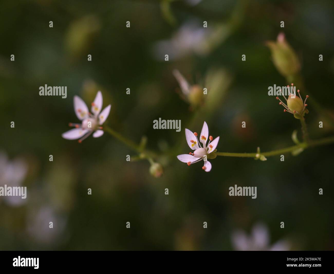 Close up white flowers of the starry saxifrage (latin name: Saxifraga ...