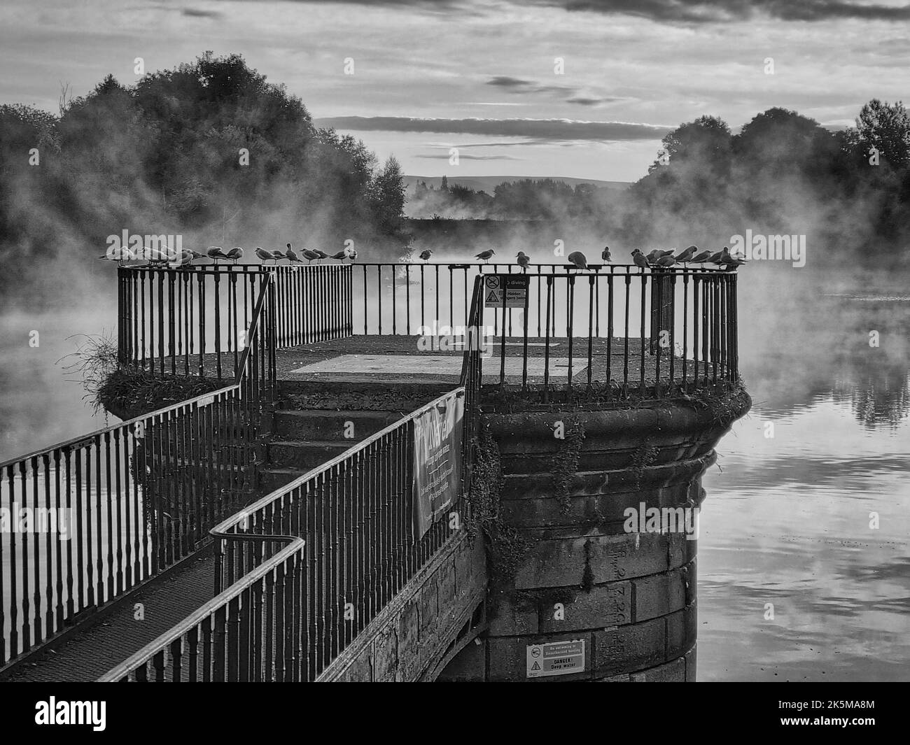 A grayscale shot of gulls perched on the metal handrails. Gorton ...