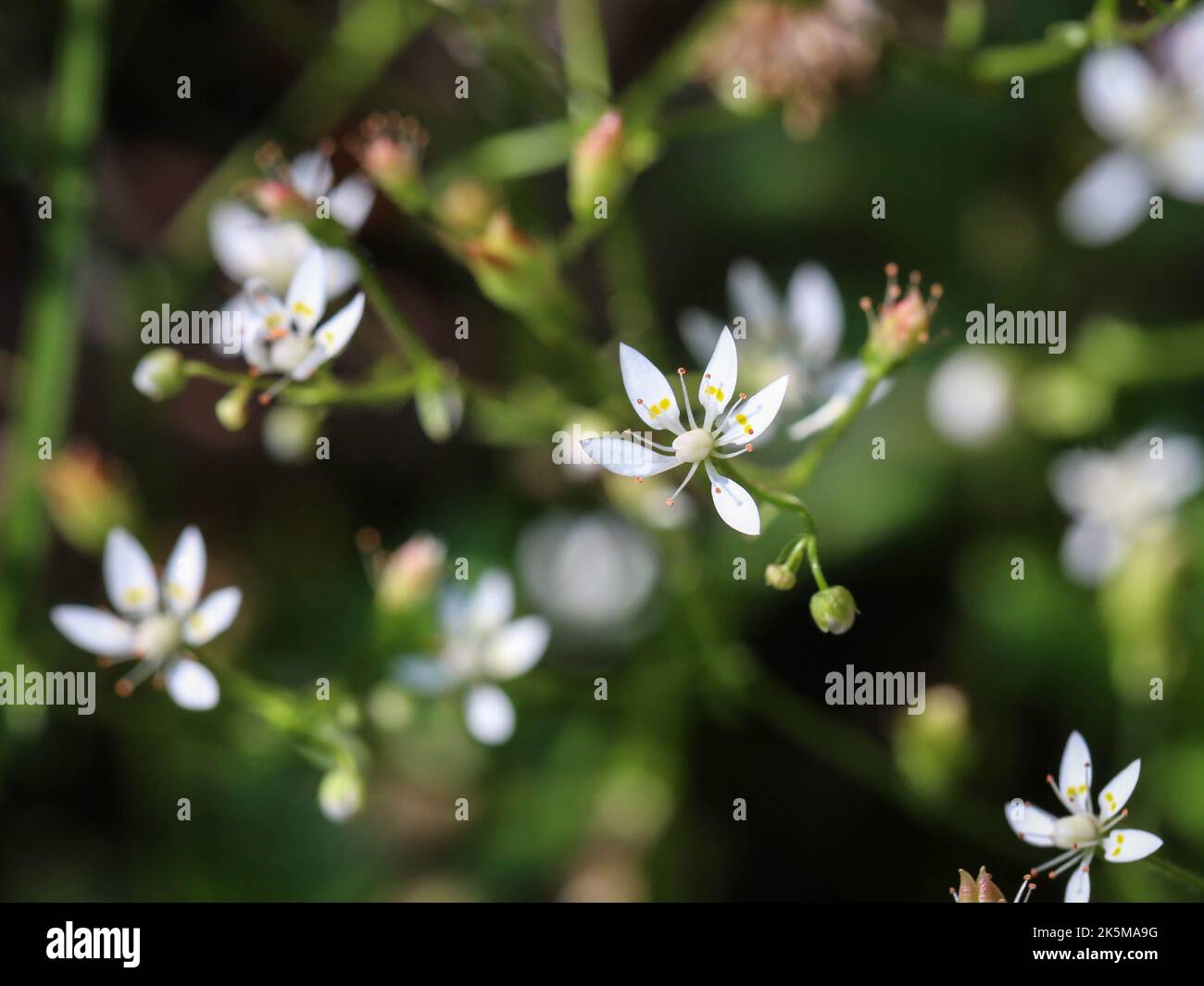 Close up white flowers of the starry saxifrage (latin name: Saxifraga ...
