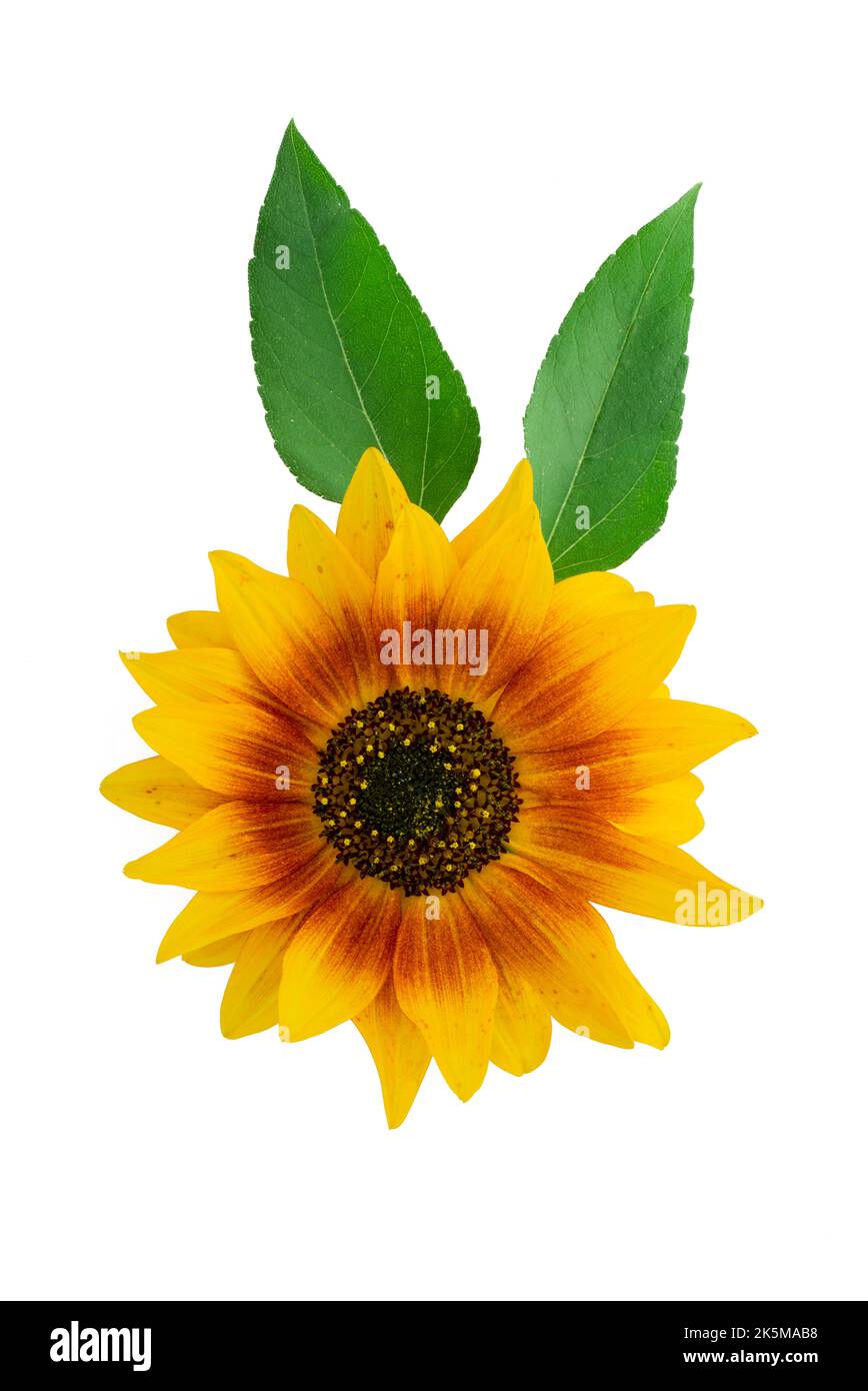 Summer agriculture photo Cut Out Stock Images & Pictures - Alamy