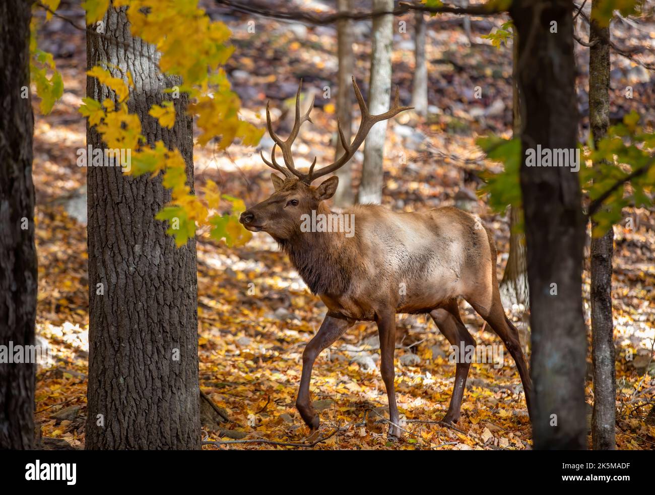 Red deer with large antlers walking in the forest in autumn in Canada ...