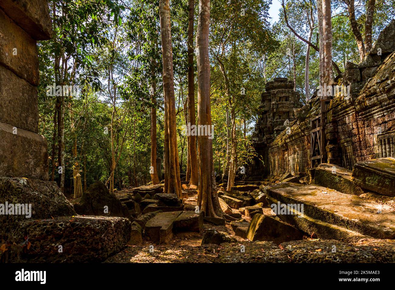 Trees with stone wall on the left, jungle in the middle and Ta Nei ...