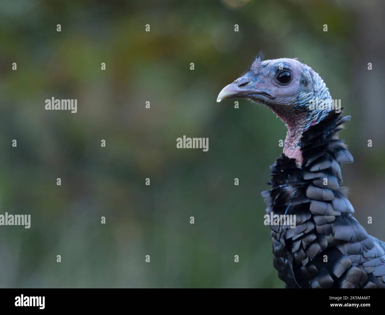 A closeup shot of a wild turkey at the Mammoth Caves National Park ...
