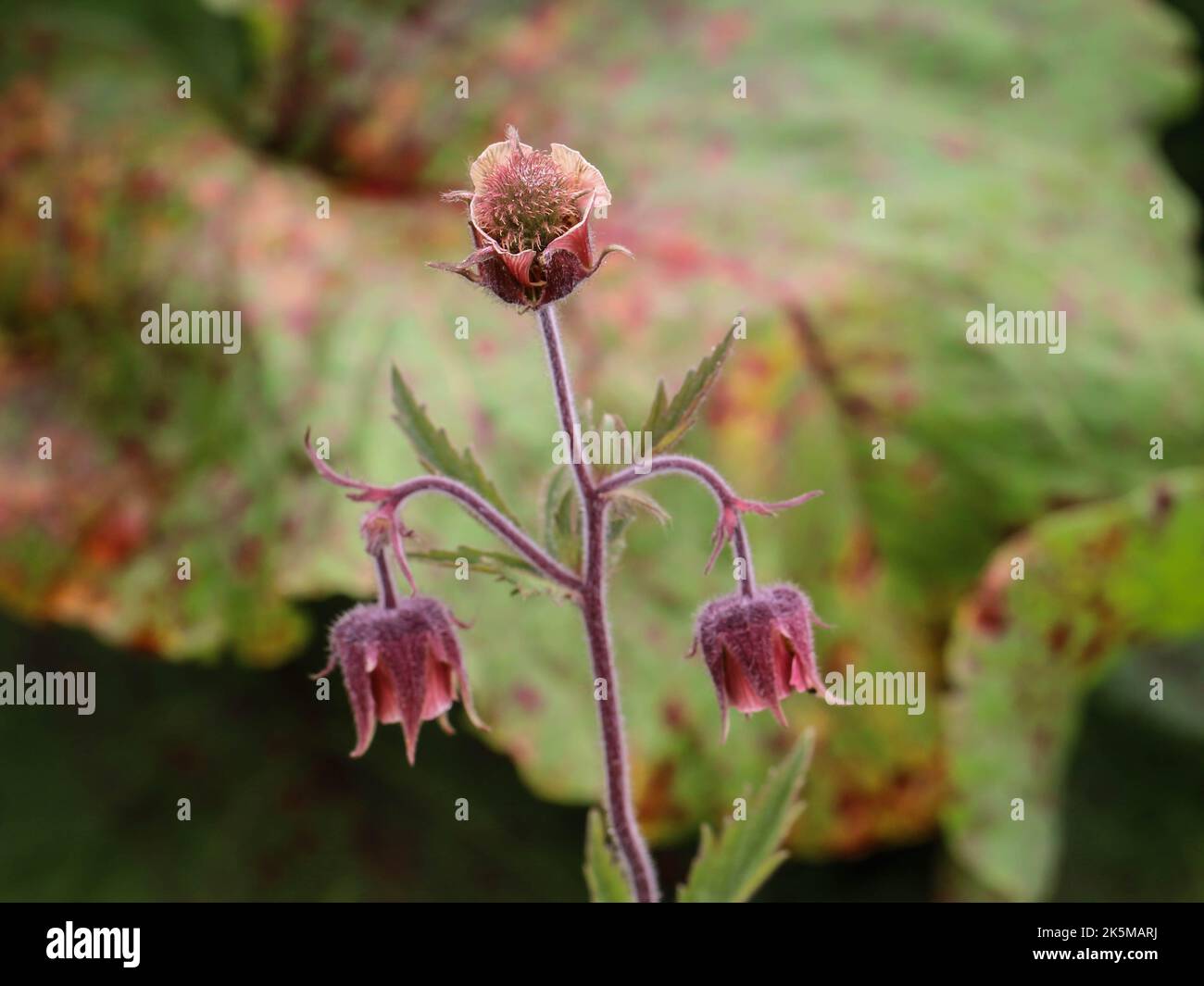Close up flowers of the water avens (latin name: Geum rivale) in Nature ...