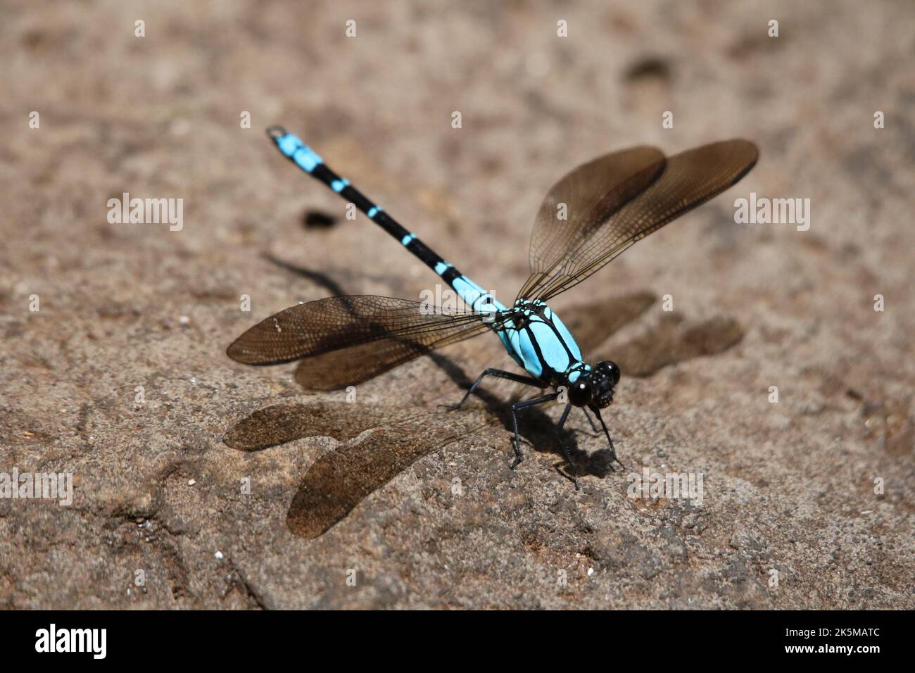 A closeup high angle shot of a blue dragonfly standing on the sand on a ...