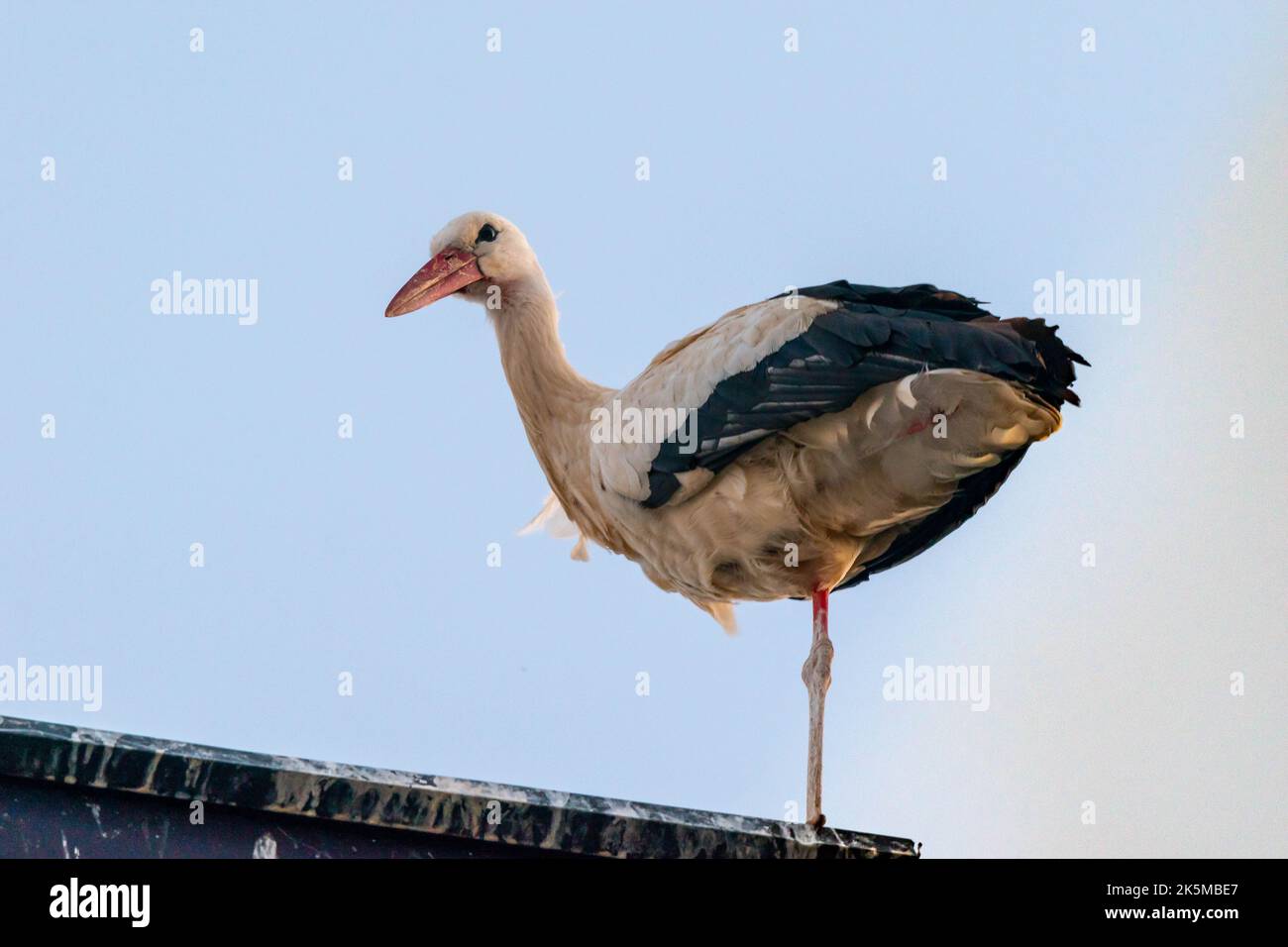 An stork on one leg, looking down. Some dirt on his beak Stock Photo ...
