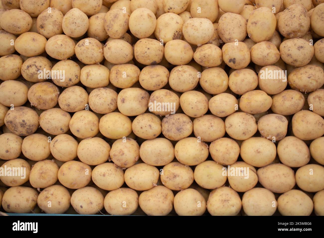 The concept of fresh vegetables, organic natural food, growing potatoes ...